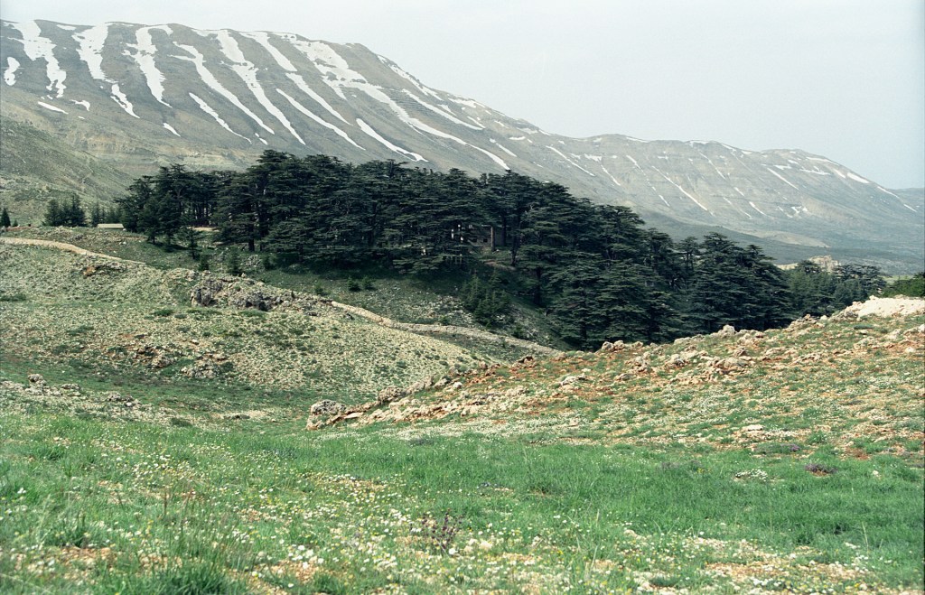 The Vanished Cedar Forests of Lebanon | Bible Reading Archeology